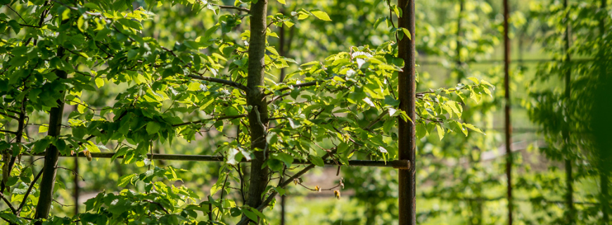 Come progettare un giardino con il Carpino - Dal Ben Giardini